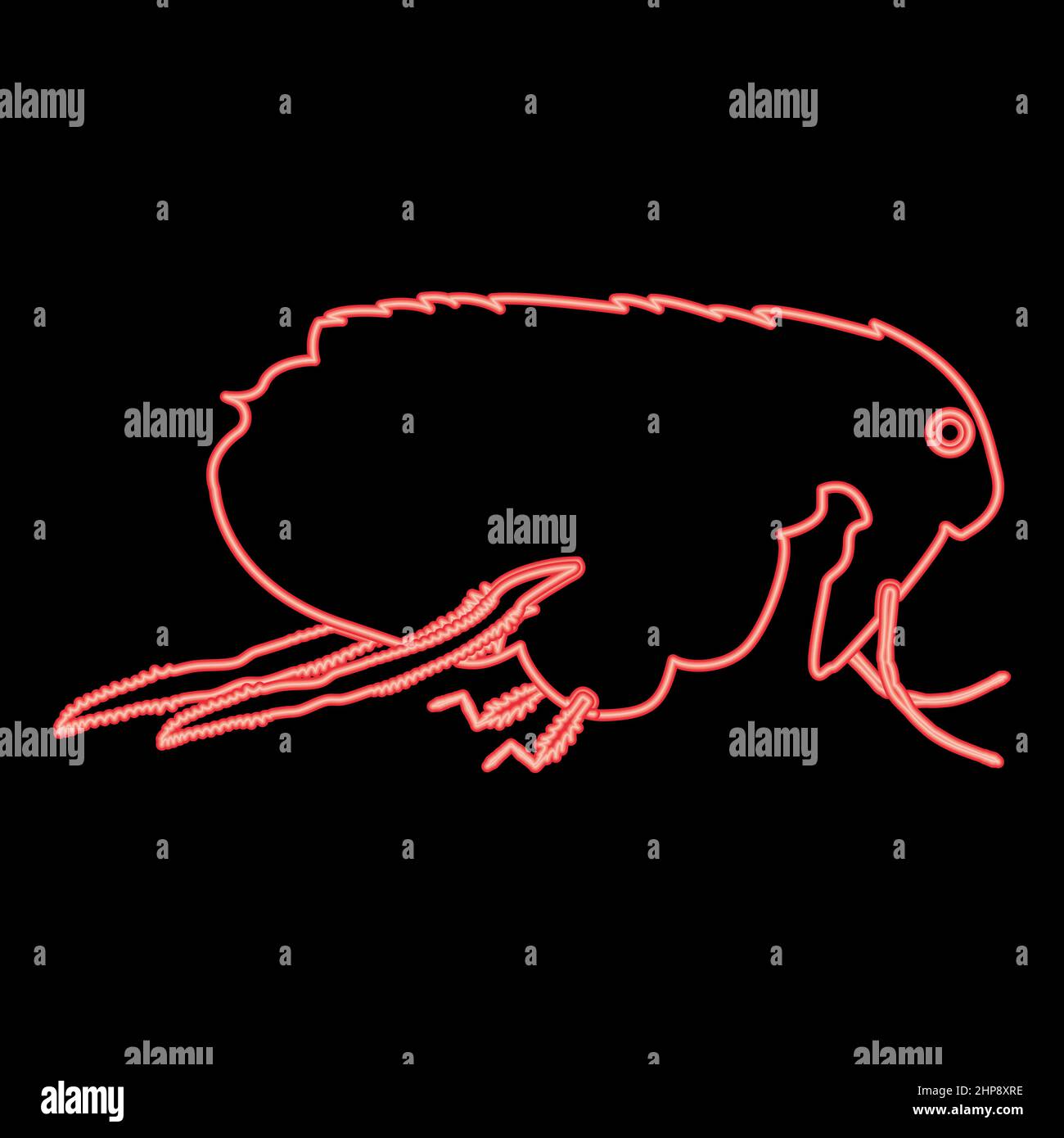 Puce parasite Banque d'images vectorielles - Alamy