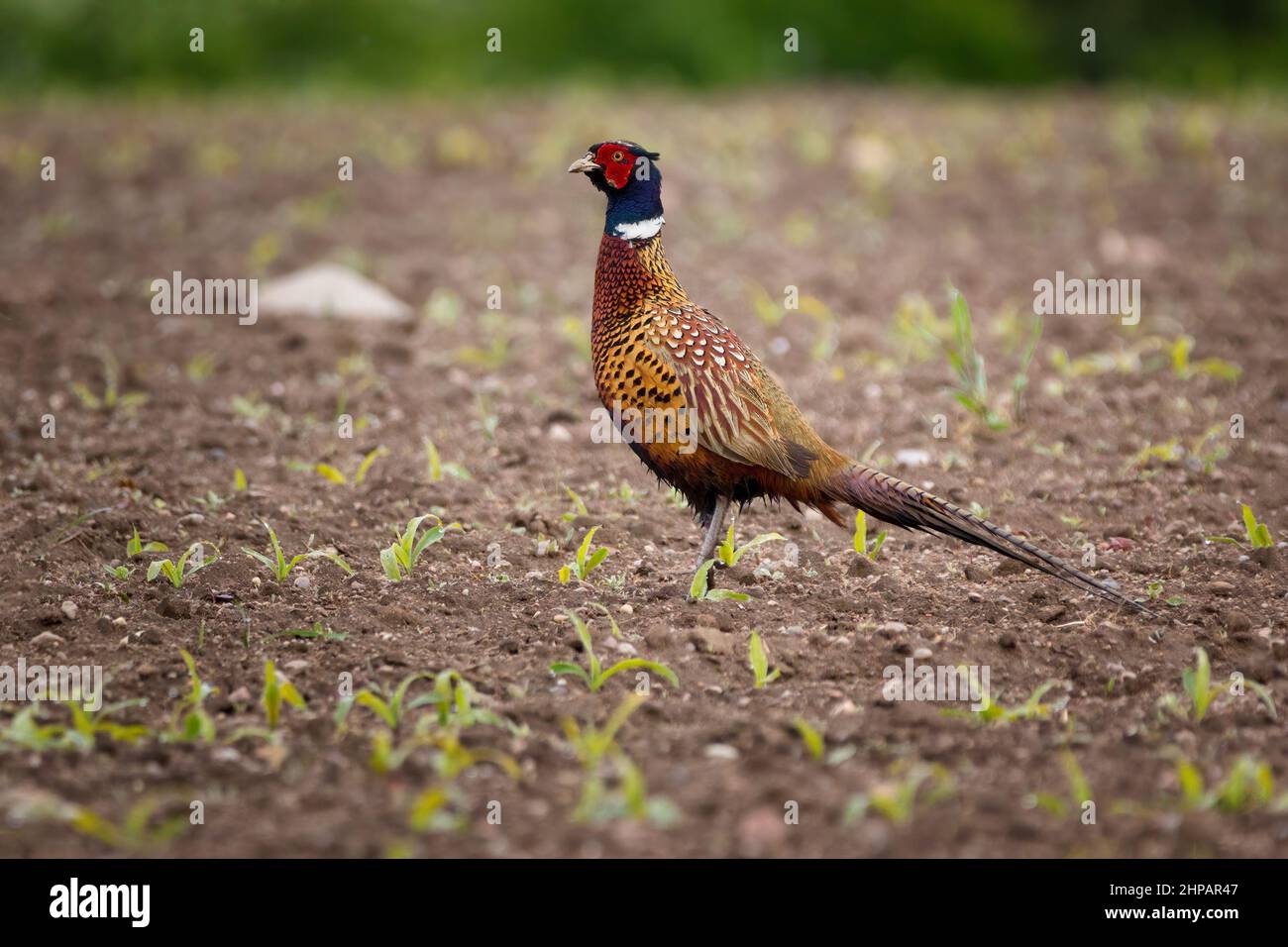 Oiseaux de la famille des faisans Banque de photographies et d’images à ...