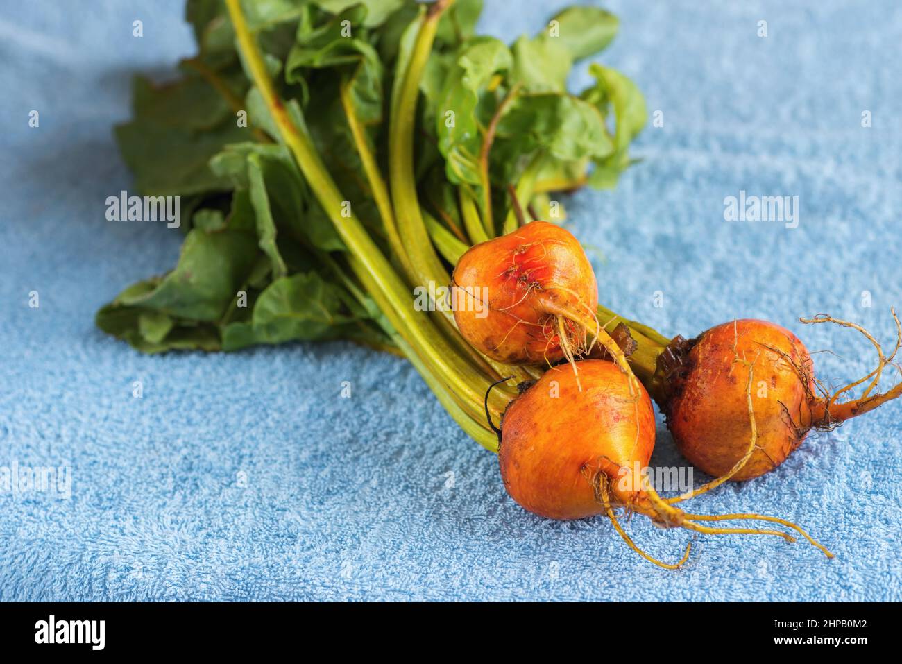 Racine orange Banque de photographies et d’images à haute résolution ...