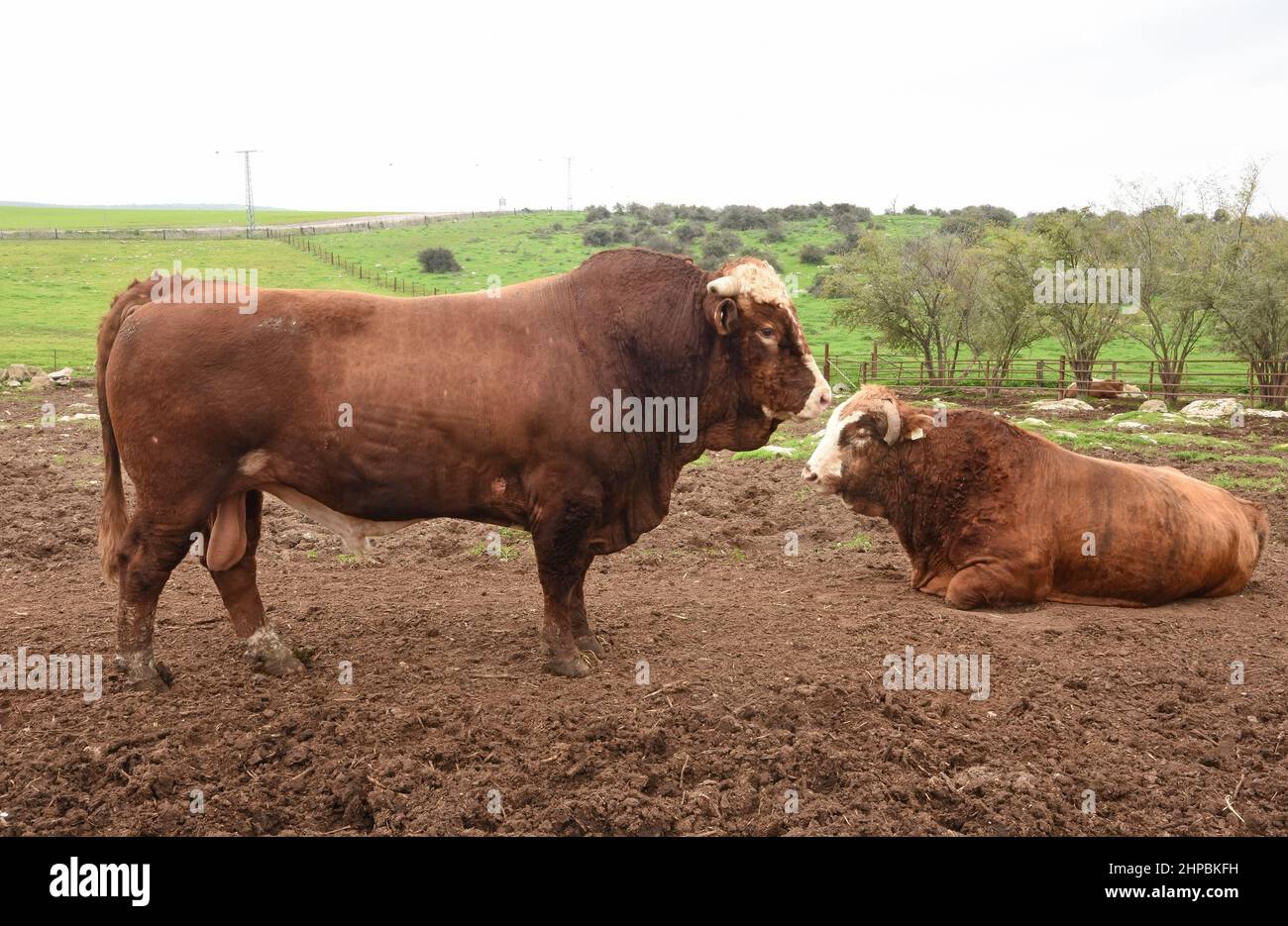 Taureaux et boeuf boeuf au boeuf Banque de photographies et d’images à ...