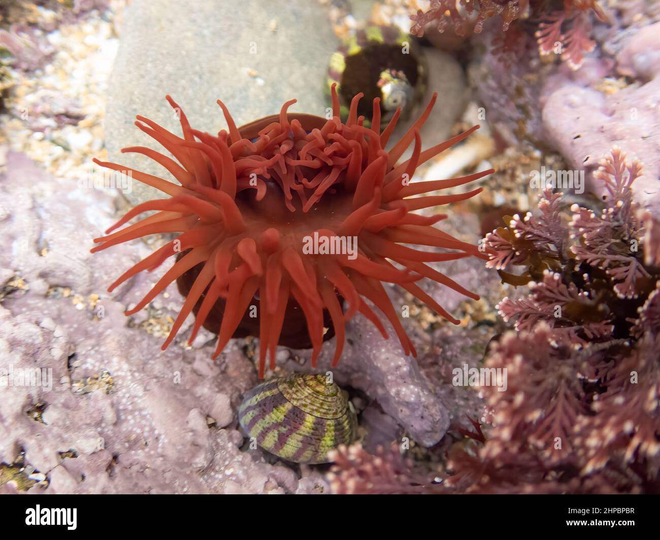 Beadlet Anemone attaché à des rochers dans un bassin rocheux sur la ...