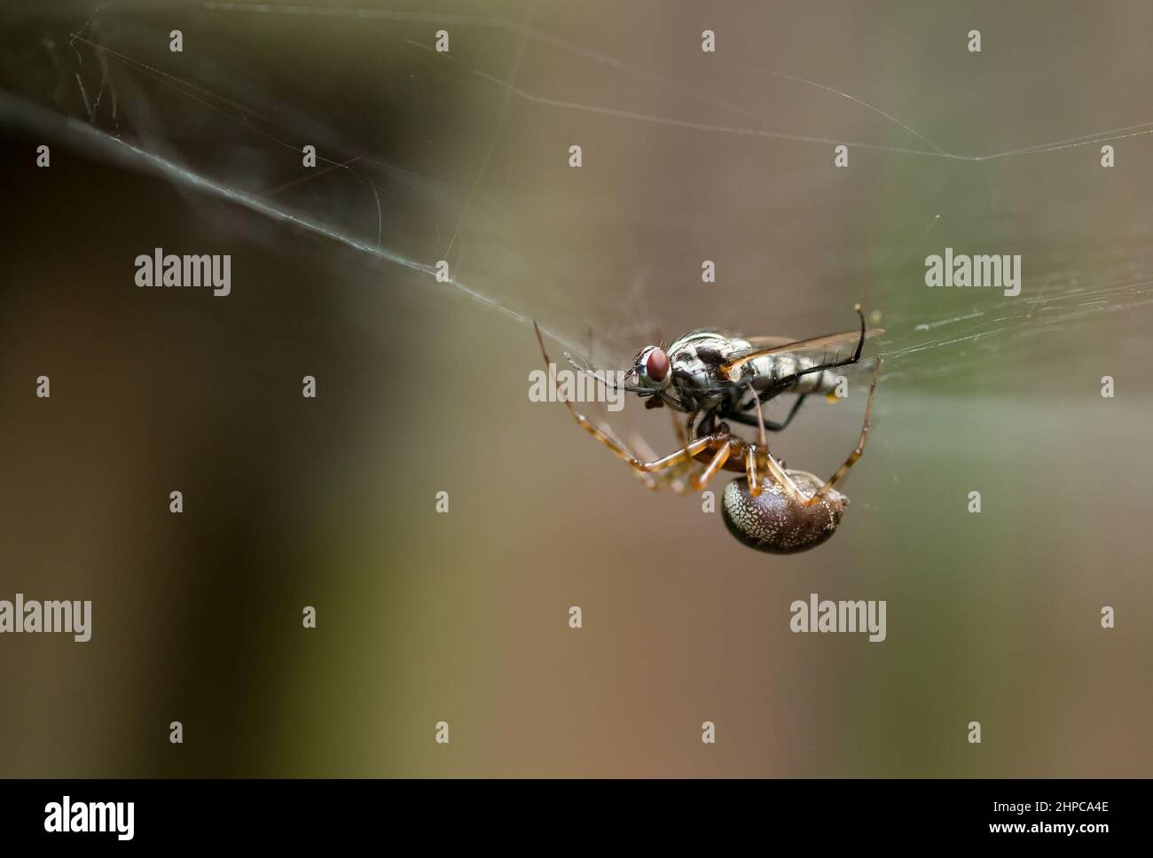 Neriene montana Banque de photographies et d’images à haute résolution ...