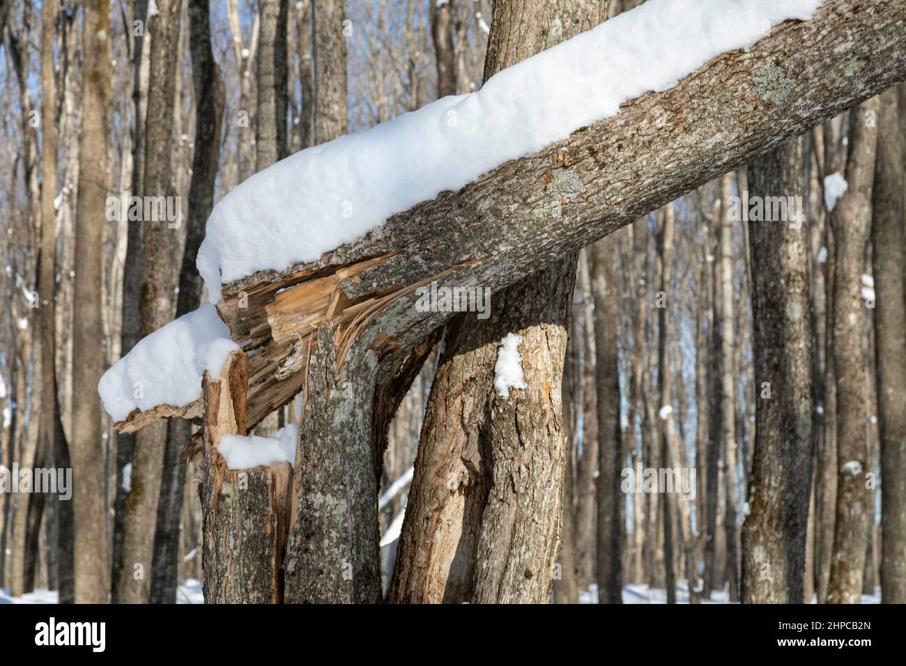 Eben Junction, Michigan - Un arbre recouvert de neige qui s'est cassé ...