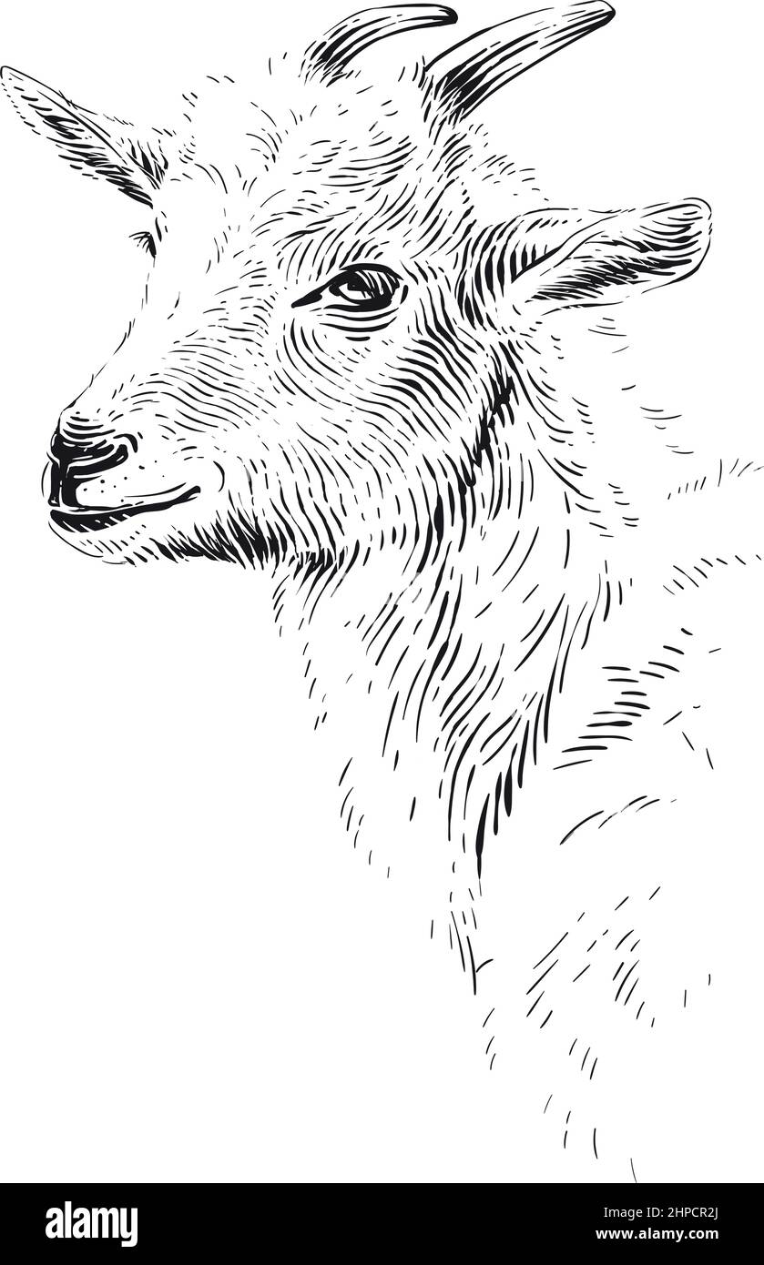 tête de chèvre main dessin esquisse gravure dessin illustration style ...
