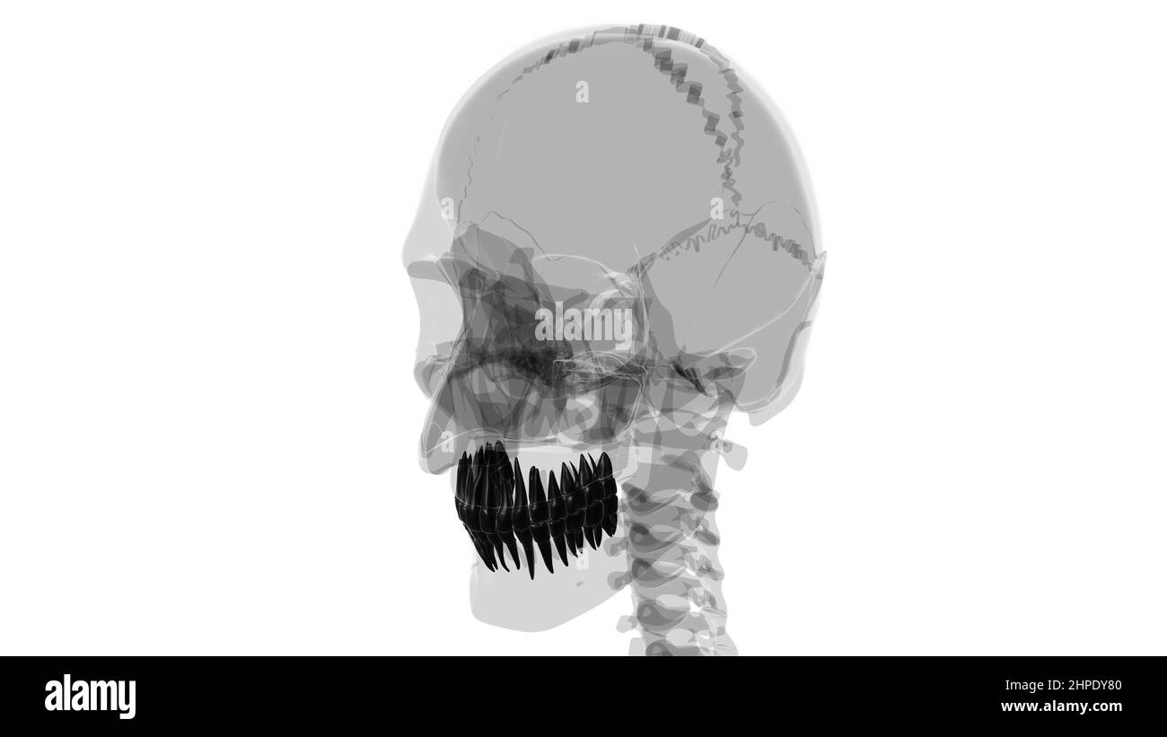 Anatomie des dents humaines Illustration 3D pour le concept médical ...