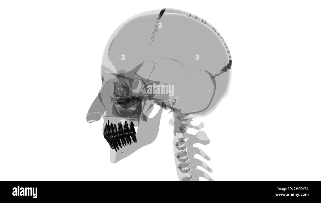 Anatomie des dents humaines Illustration 3D pour le concept médical ...
