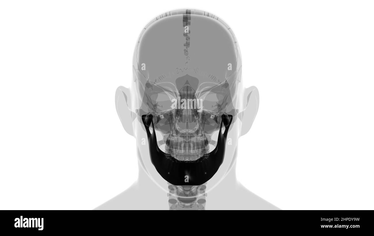 Squelette humain crâne mandibule OS Anatomie pour le concept médical ...