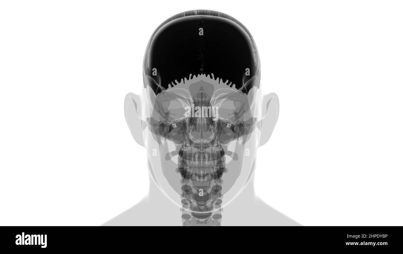 Squelette humain crâne pariétal OS Anatomie pour le concept médical ...
