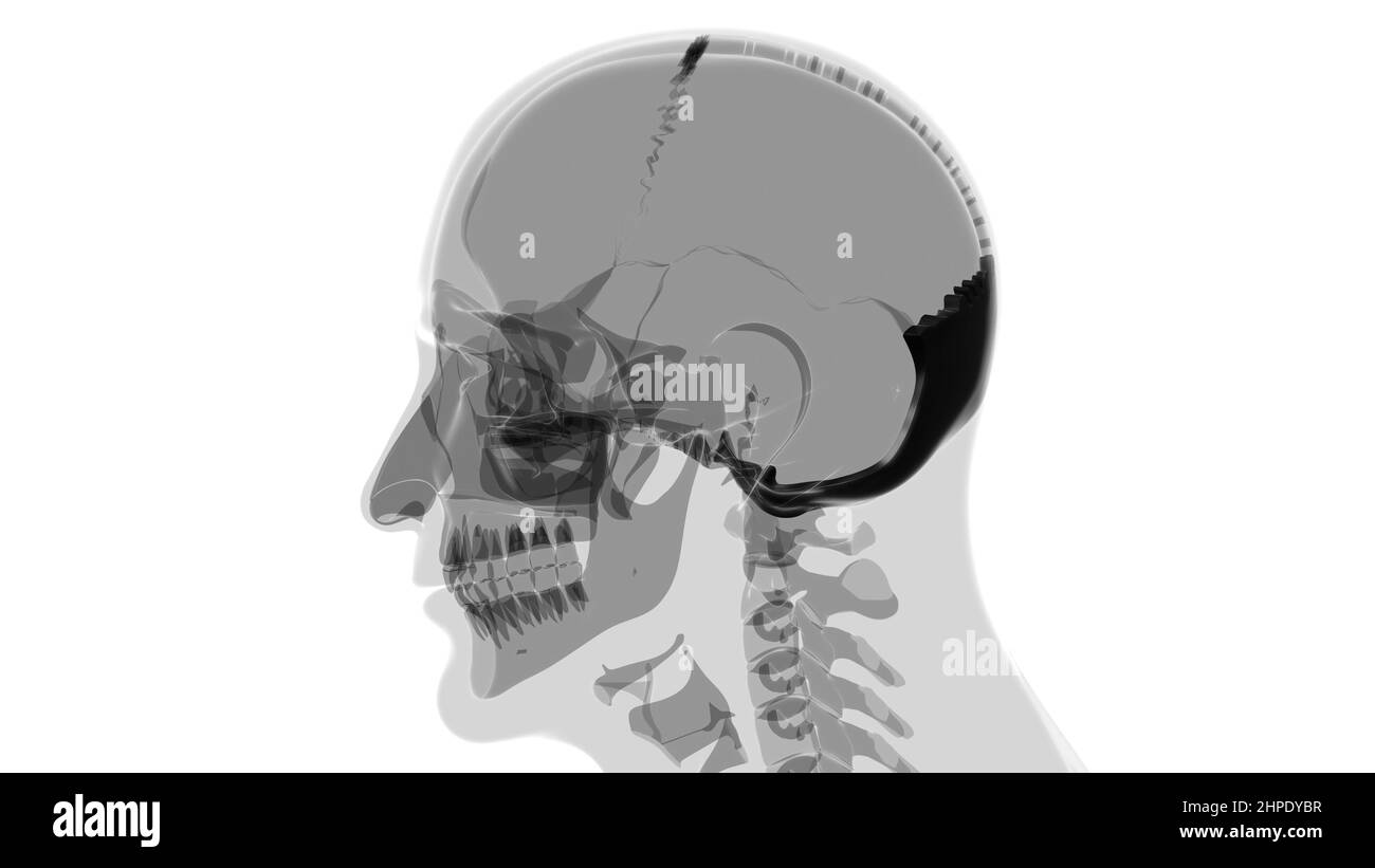 Crâne de squelette humain Anatomie osseuse occipital pour le concept ...