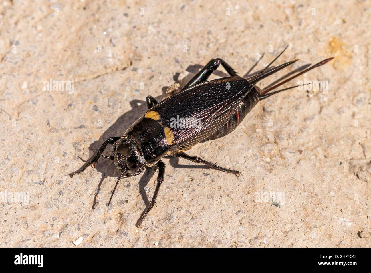 African field cricket Banque de photographies et d’images à haute ...