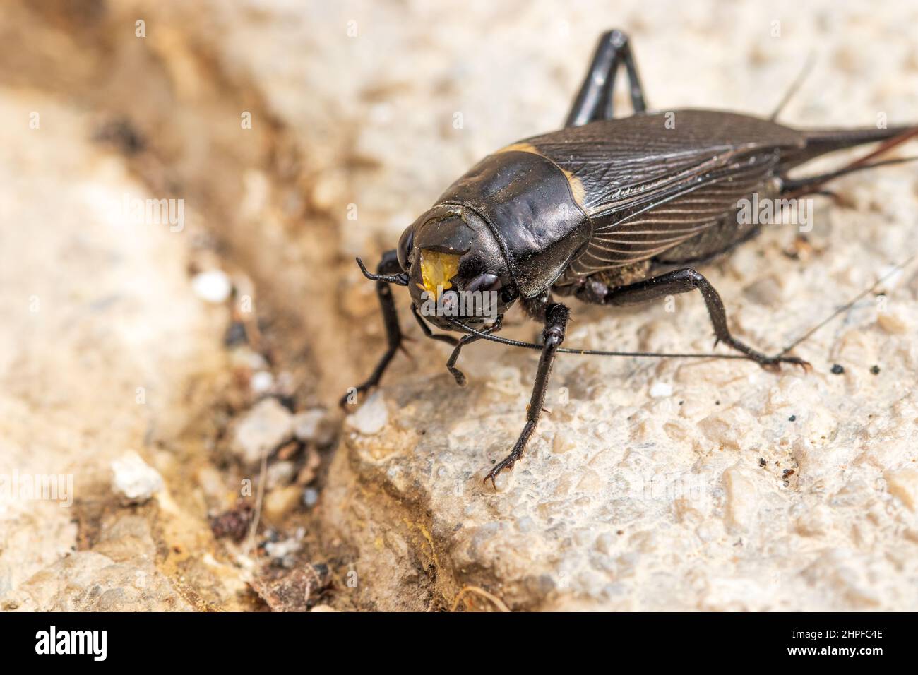 African field cricket Banque de photographies et d’images à haute ...