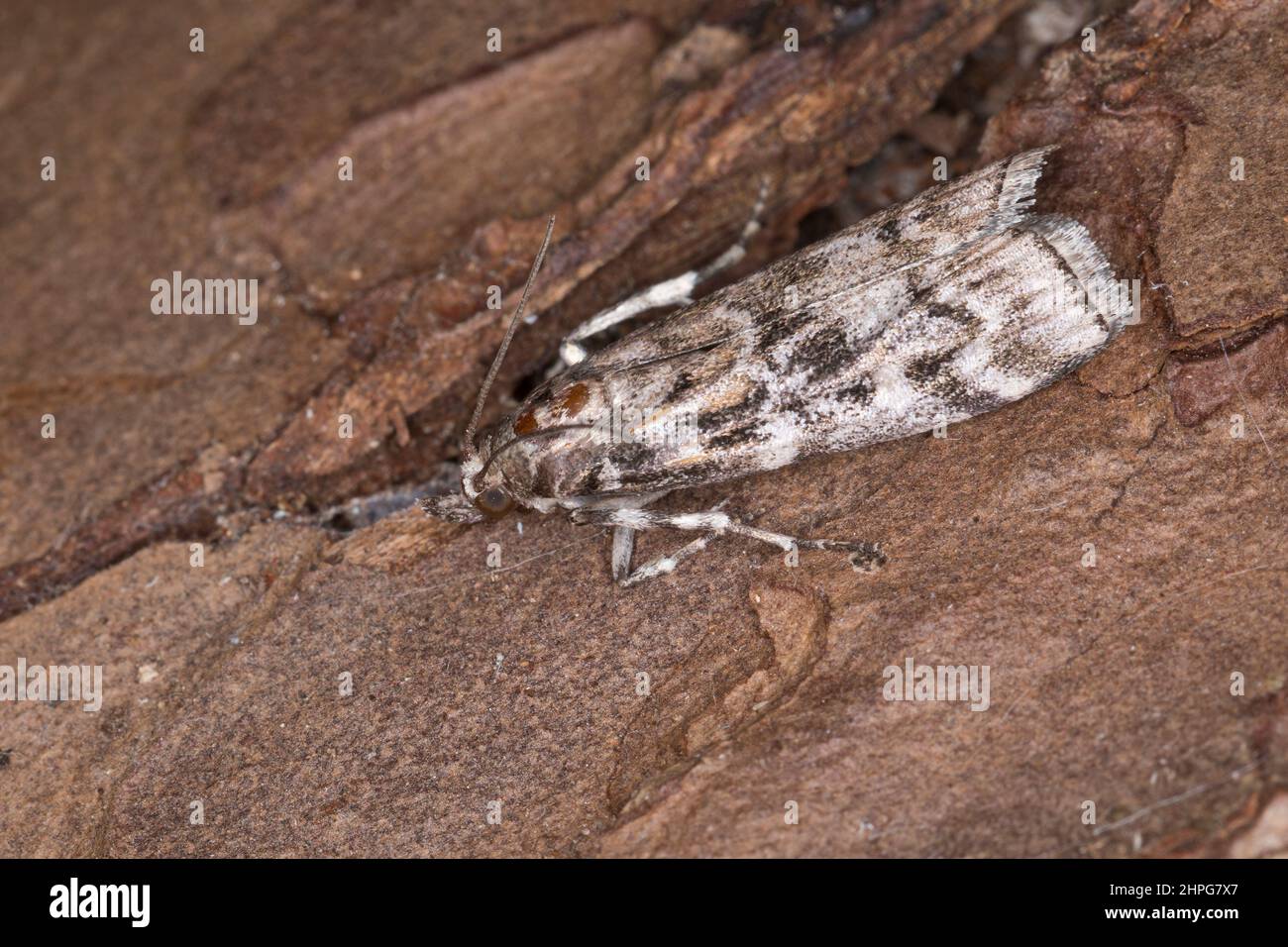 Noeud de pin Banque de photographies et d’images à haute résolution - Alamy