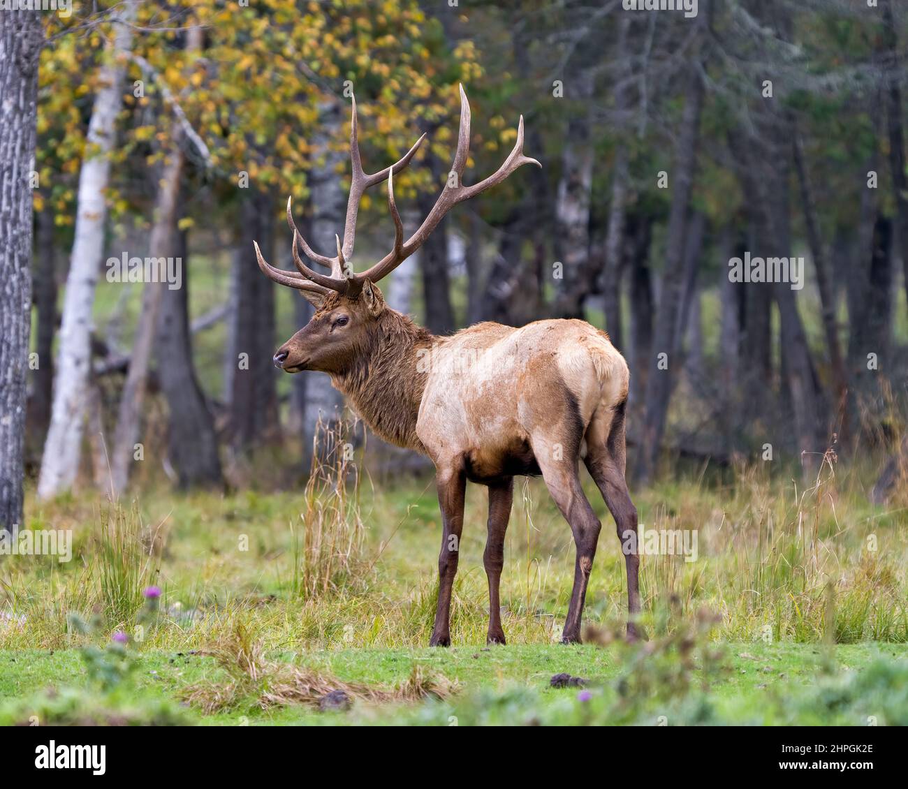 Bull wapiti sans bois Banque de photographies et d’images à haute ...
