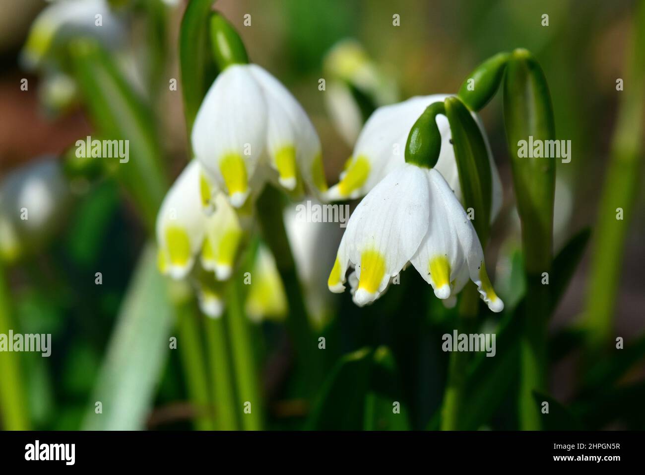 Flocon de neige printanier, Frühlingsknotenblume, Märzenbecher ...