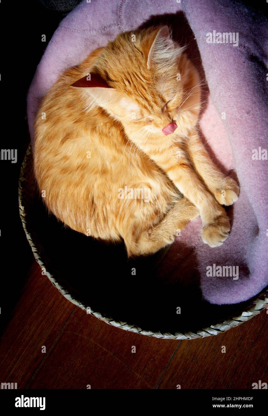 Le museau des chats Banque de photographies et d’images à haute ...