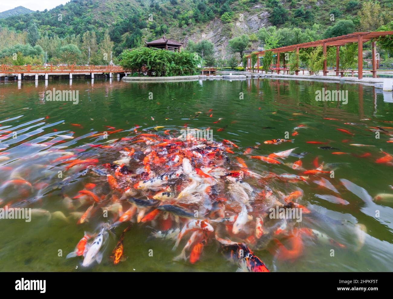 Village dans les troupeaux de poissons d'ornement dans l'étang Photo ...