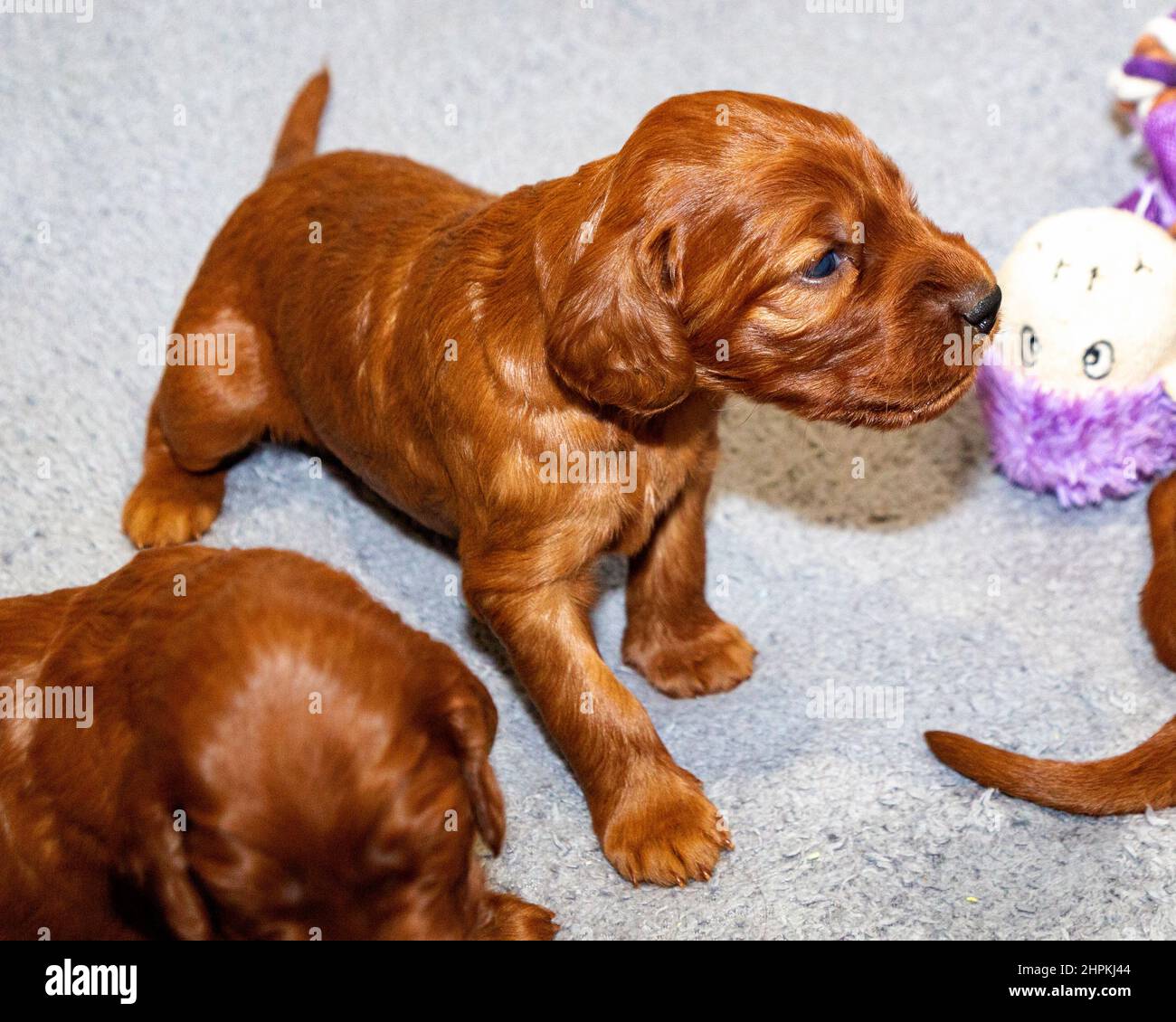 Chiot Setter irlandais de deux semaines debout dans une boîte de mise à ...