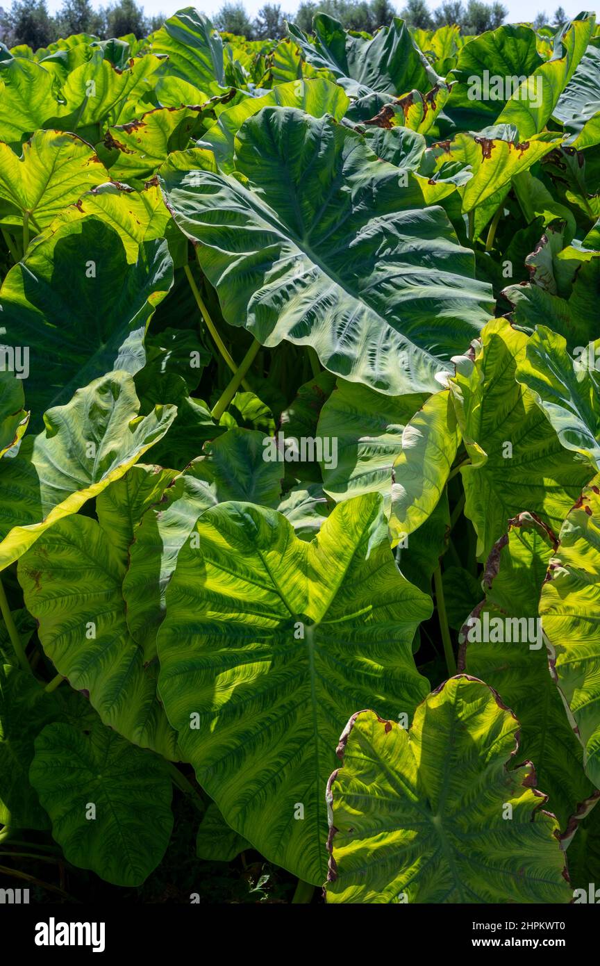 Taro Plantation Colocasia Esculenta Banque d'image et photos - Alamy