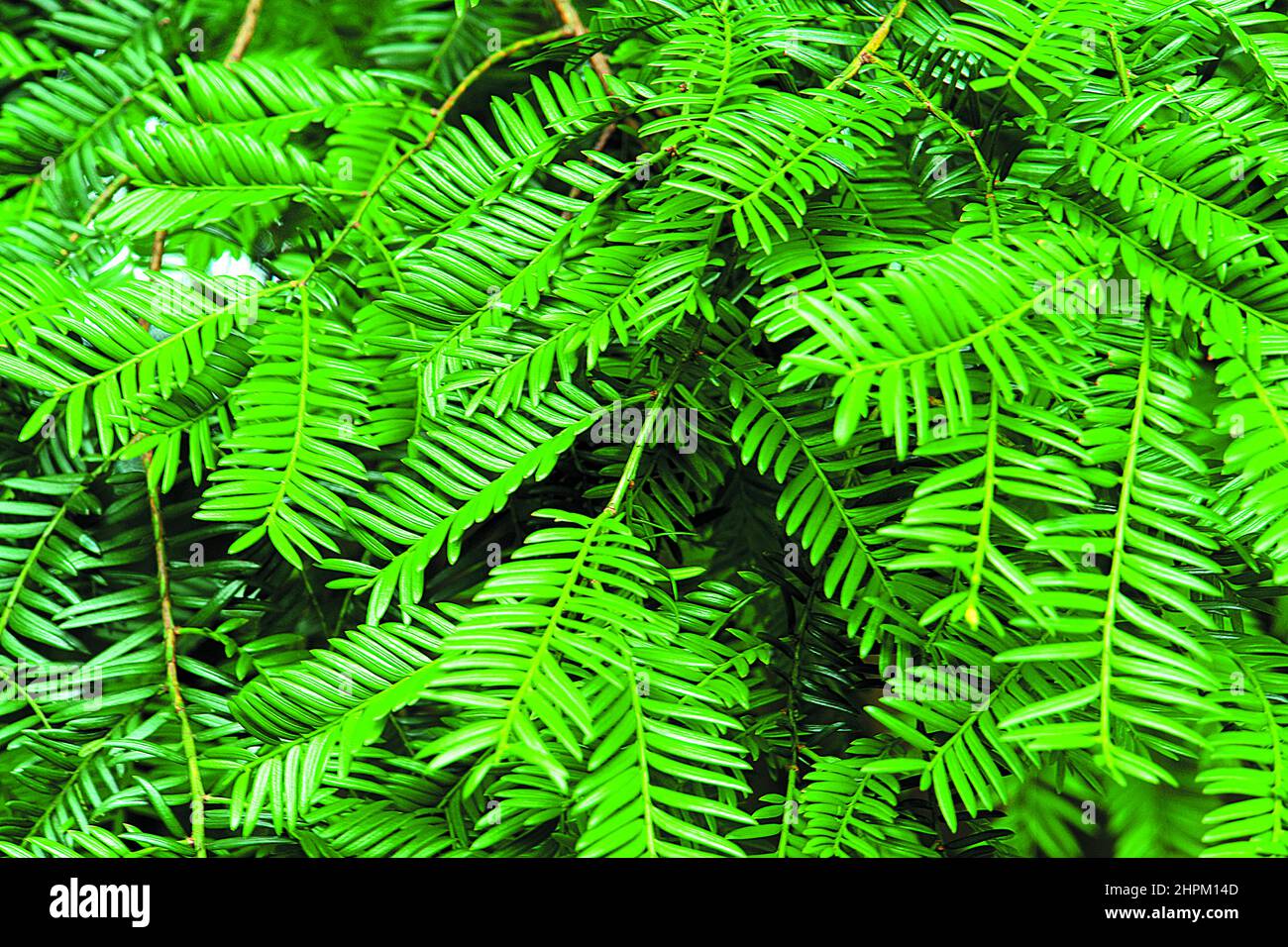 Taxus chinensis Banque de photographies et d’images à haute résolution ...
