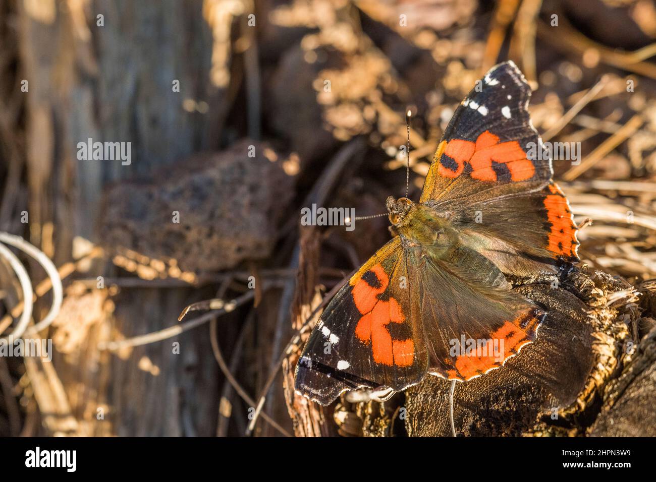 Vanessa vulcania, l'amiral rouge canari, est un papillon de la famille ...