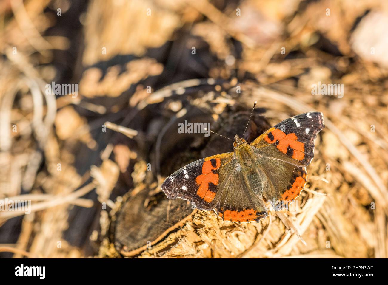 Vanessa vulcania, l'amiral rouge canari, est un papillon de la famille ...