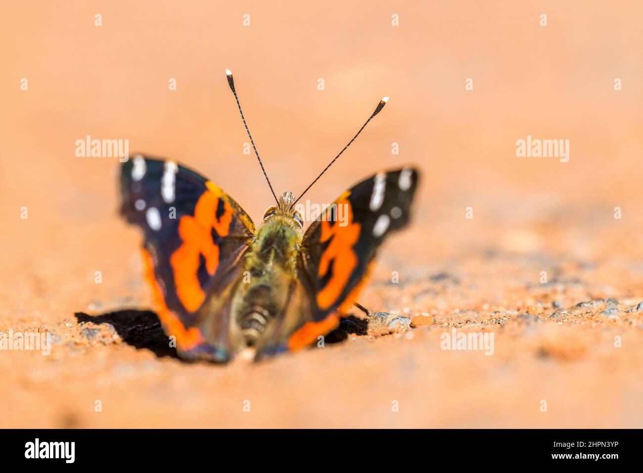 Vanessa vulcania, l'amiral rouge canari, est un papillon de la famille ...