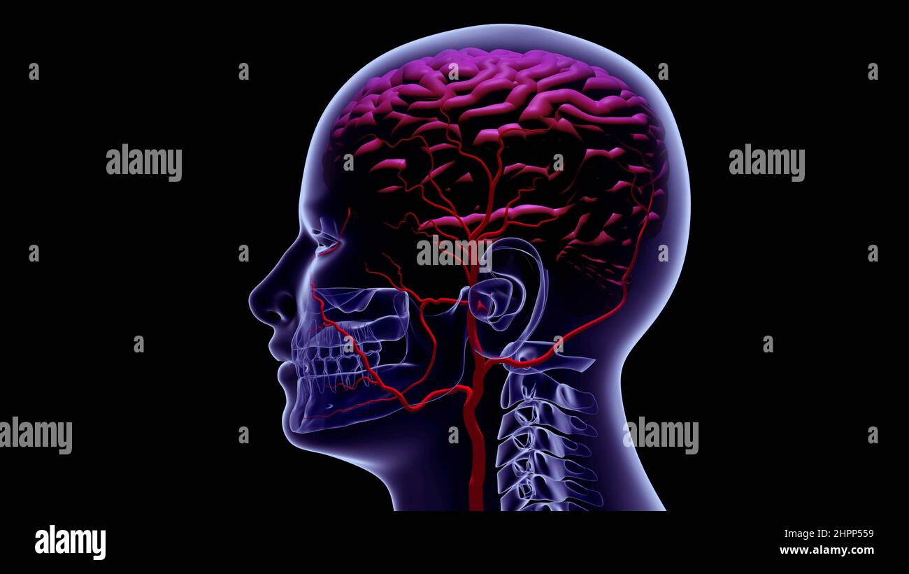 Anatomie de la tête, illustration Photo Stock - Alamy