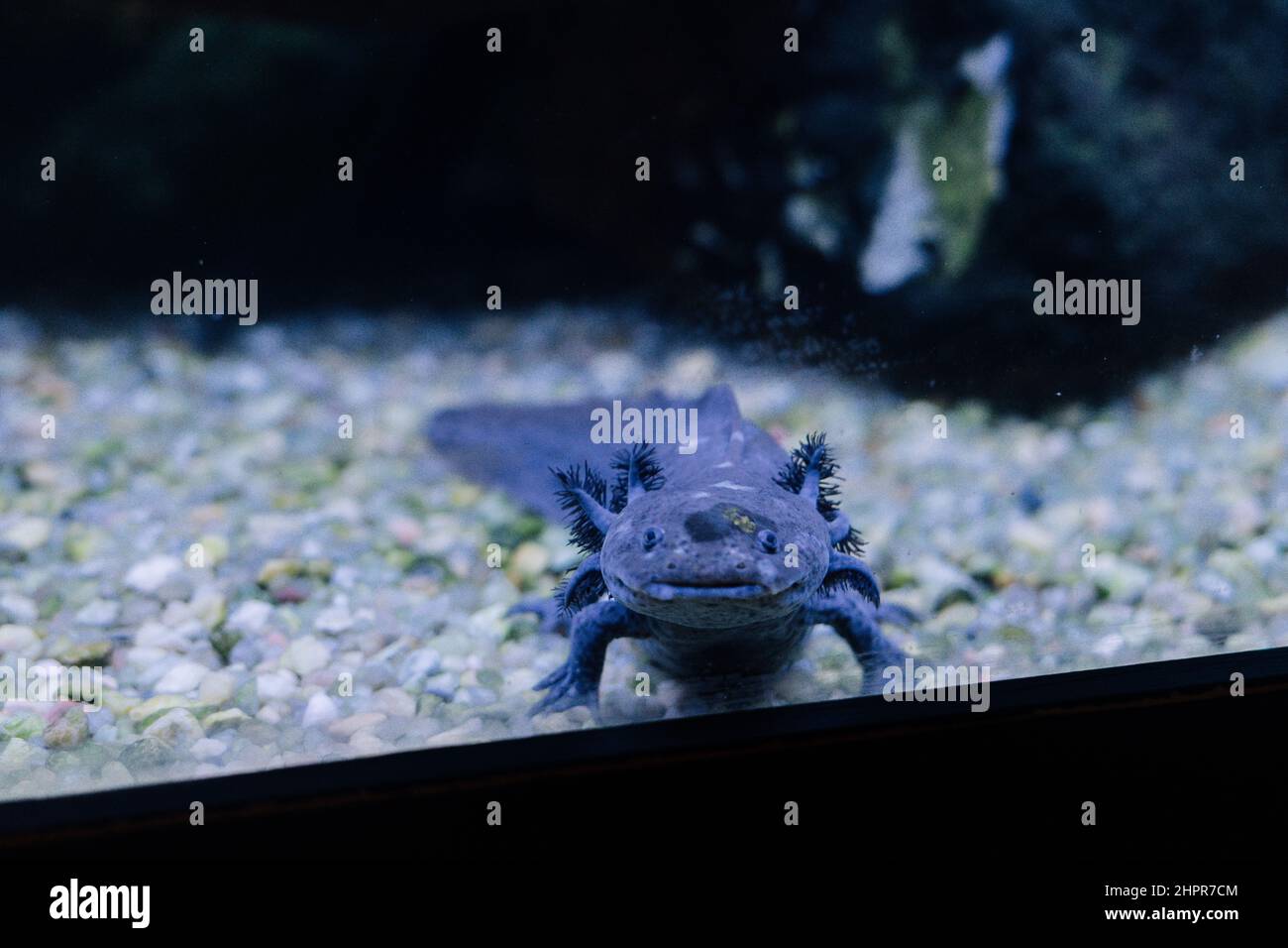 Axolotl blanc Banque de photographies et d’images à haute résolution ...