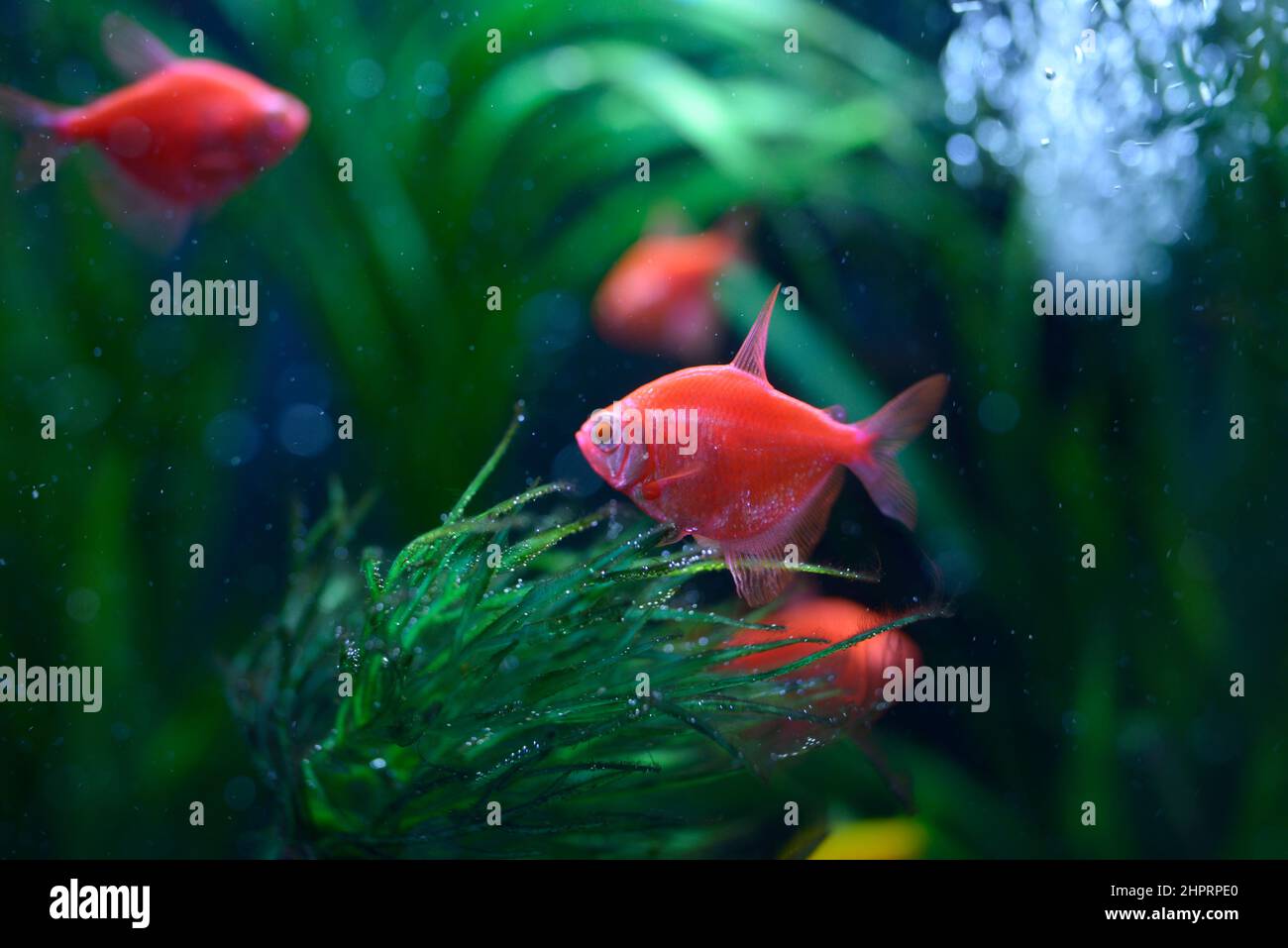 Poisson de compagnie Banque de photographies et d’images à haute ...