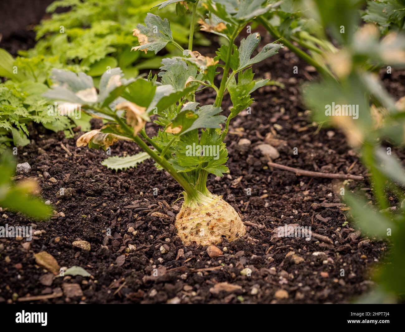 Plantes du sol Banque de photographies et d’images à haute résolution ...