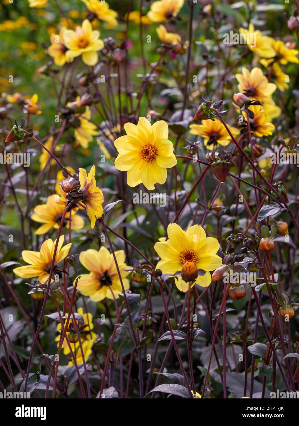 Dahlia unique jaune Banque de photographies et d’images à haute résolution - Alamy