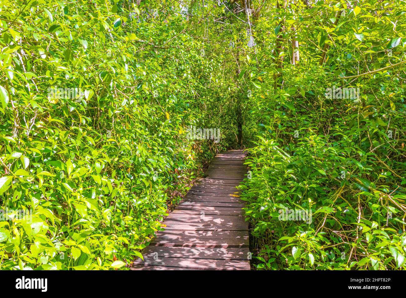 Forêt tropicale naturelle de jungle plantes palmiers et sentiers de ...