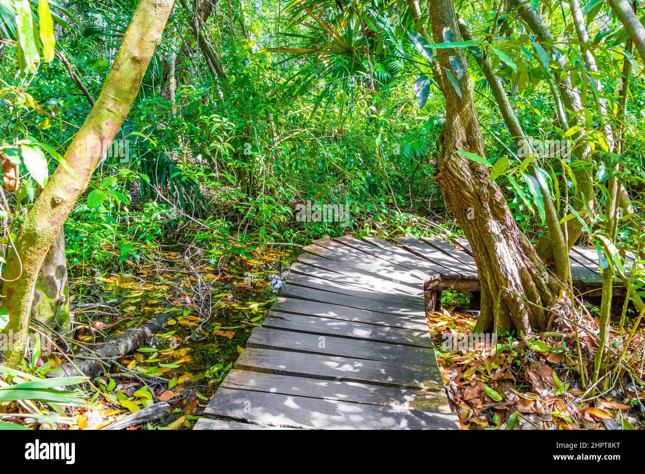 Forêt tropicale naturelle de jungle plantes palmiers et sentiers de ...