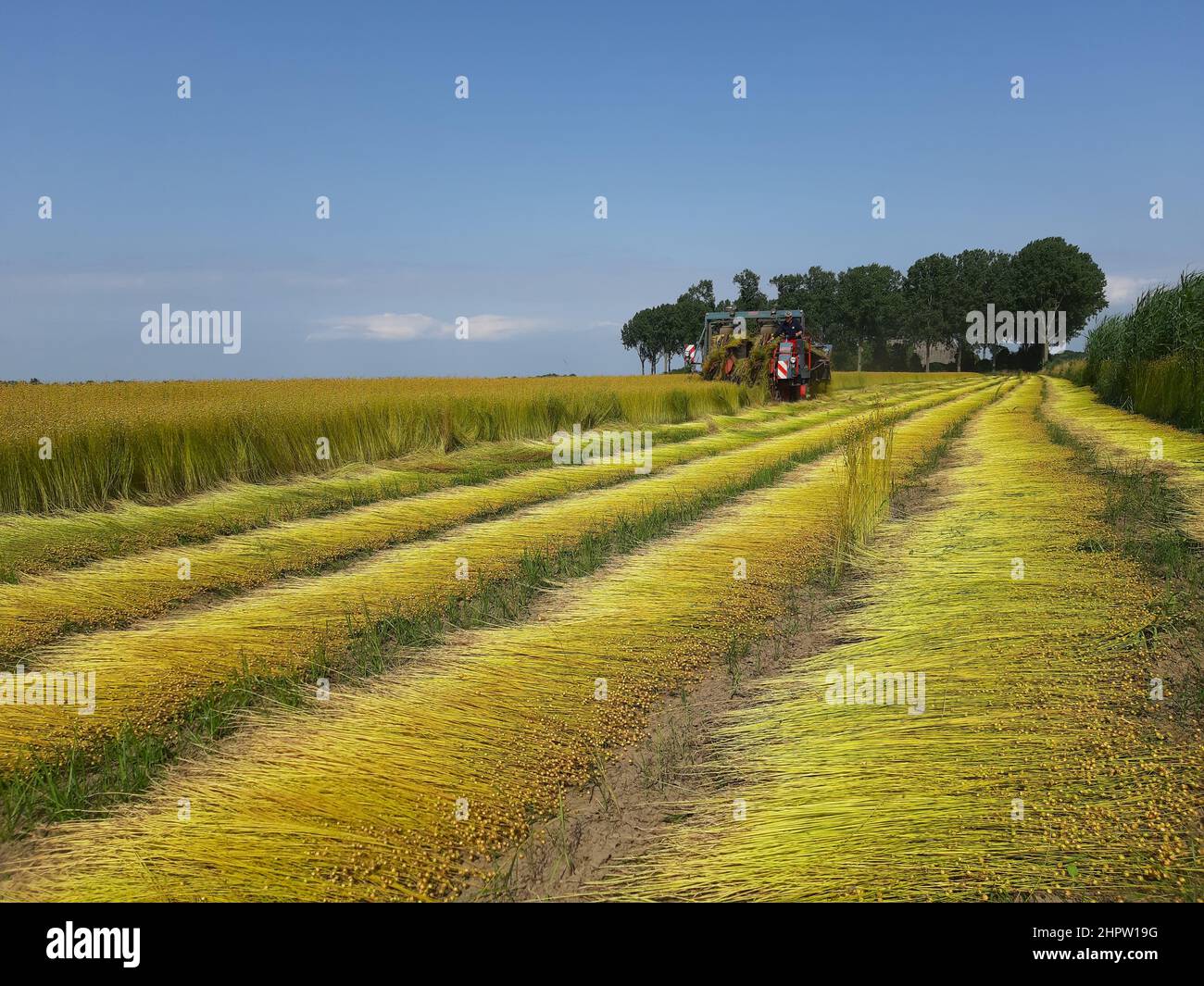 Champ de lin Banque de photographies et d’images à haute résolution - Alamy