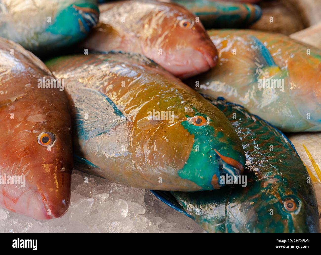 Poisson perroquet bleu Banque de photographies et d’images à haute ...