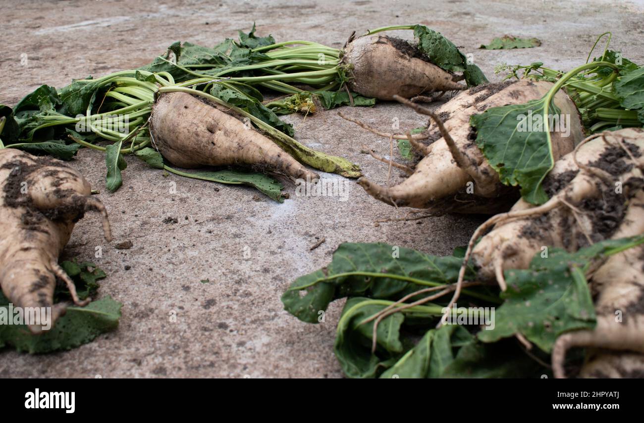 Betteraves de canne à sucre Banque de photographies et d’images à haute ...