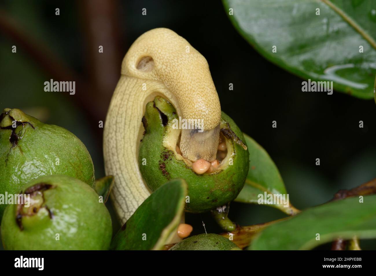 Psidium cattleianum Banque de photographies et d’images à haute ...
