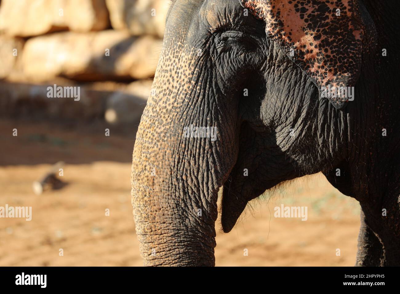 Éléphant, faune africaine contexte de l'Afrique le vrai géant du ...