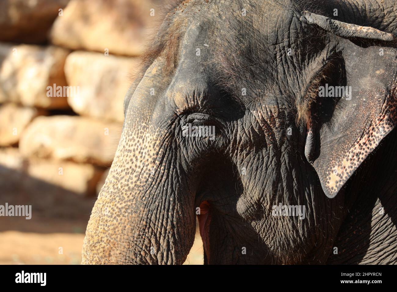 Éléphant, faune africaine contexte de l'Afrique le vrai géant du ...