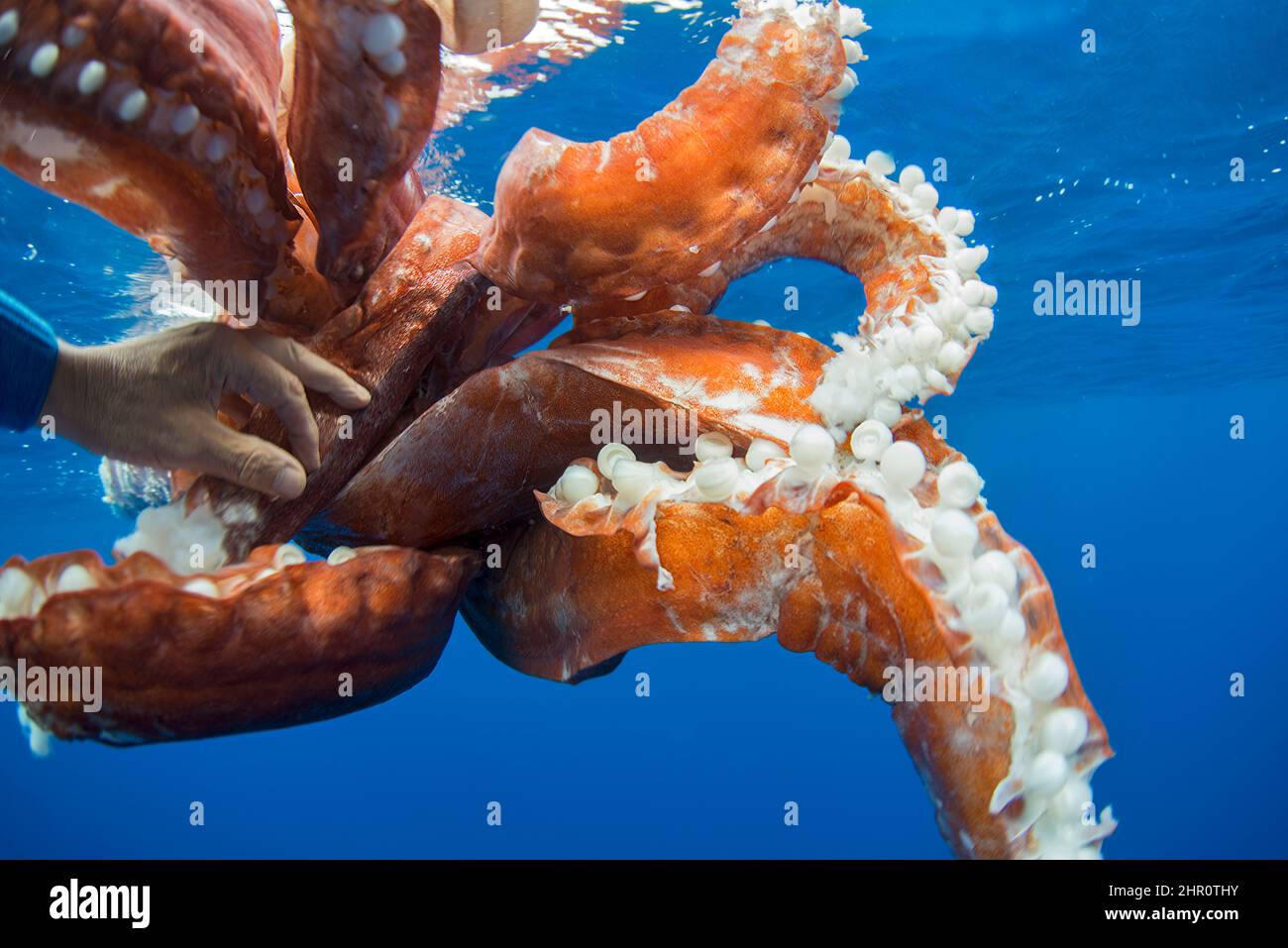 Calamar géant Banque de photographies et d’images à haute résolution ...