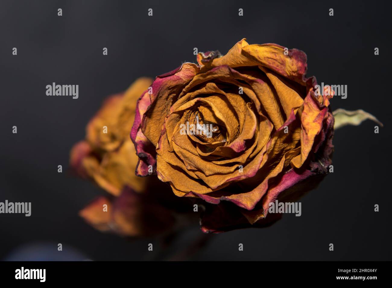 Rose séchée Banque de photographies et d’images à haute résolution - Alamy
