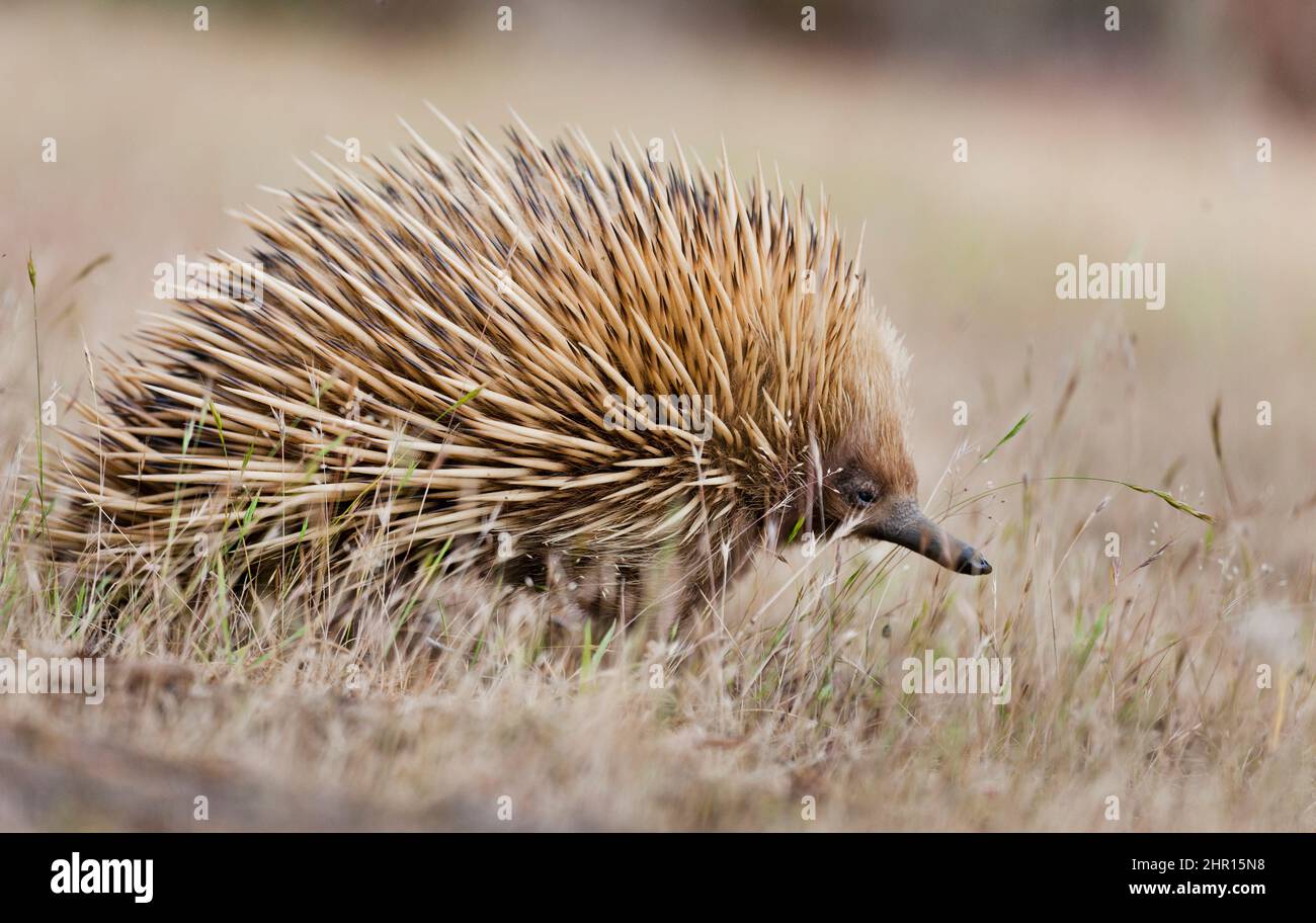 Echidna à bec court (Tachyglossus aculeatus), un mammifère ovipare d ...