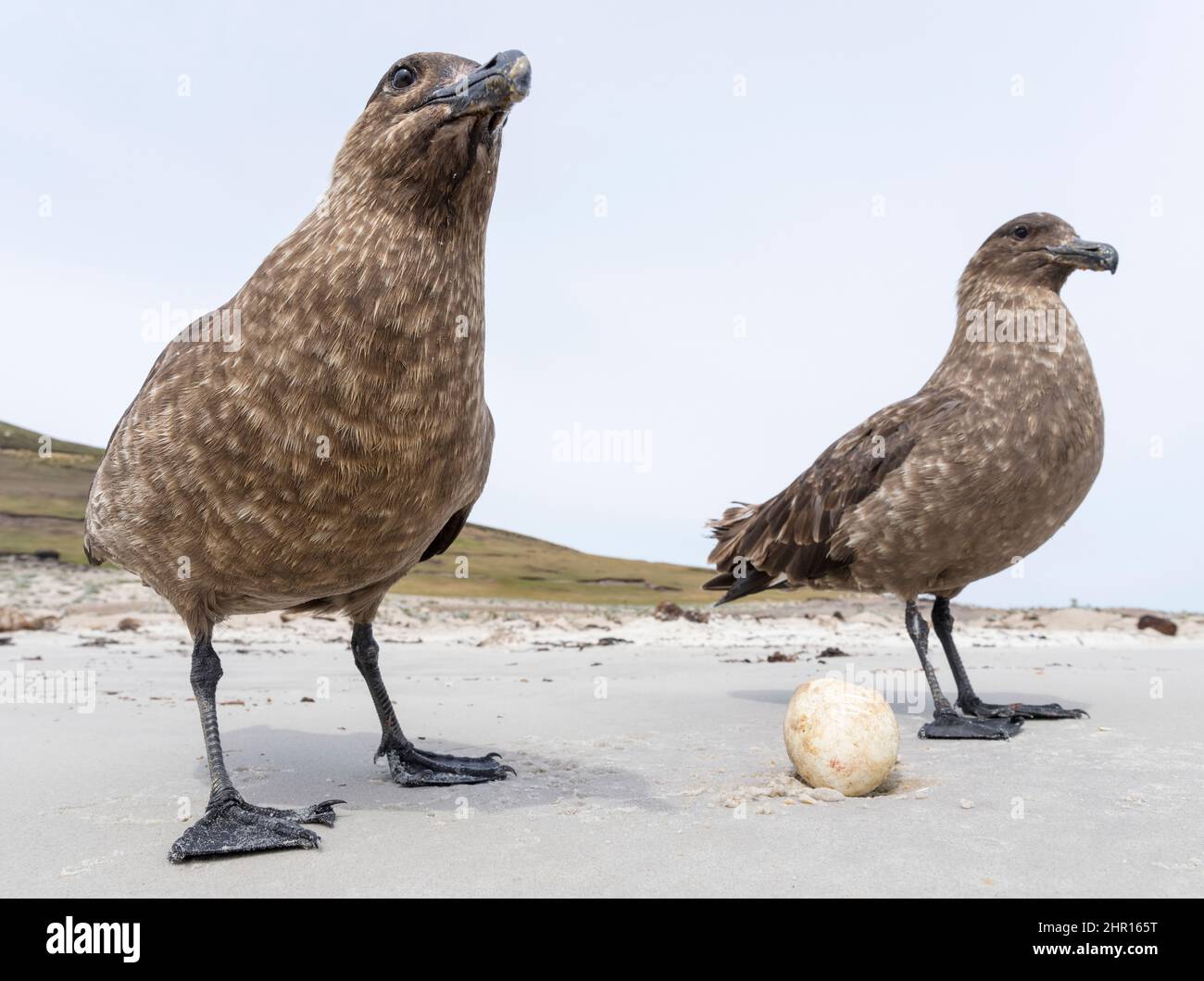 Falkland Skua ou Brown Skua (Stercorarius antarcticus, la taxonomie ...