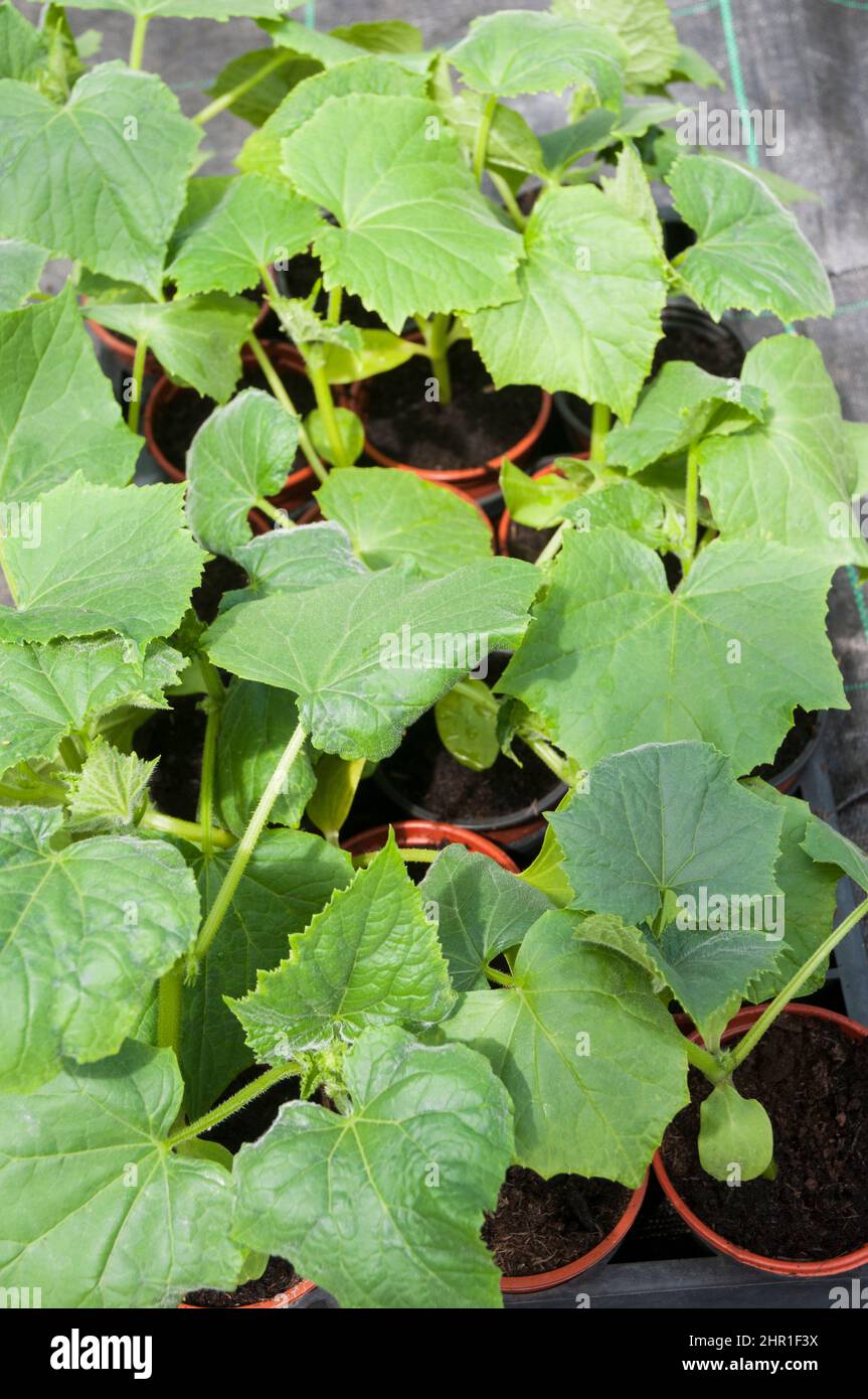Jeunes plants de concombre Banque de photographies et d’images à haute ...