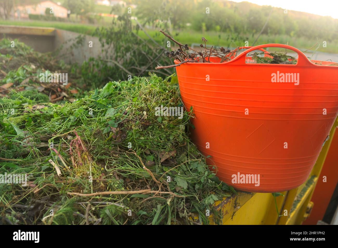 Compost vert.déchets végétaux. Seau avec compost végétal . Herbe et ...
