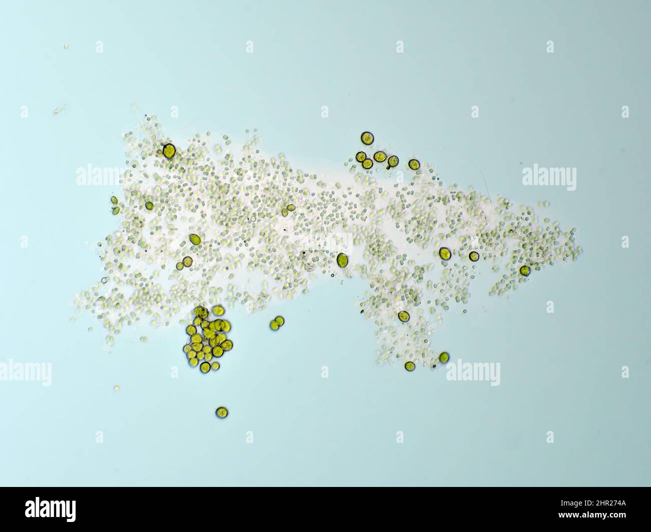 Algae microscope Banque de photographies et d’images à haute résolution ...