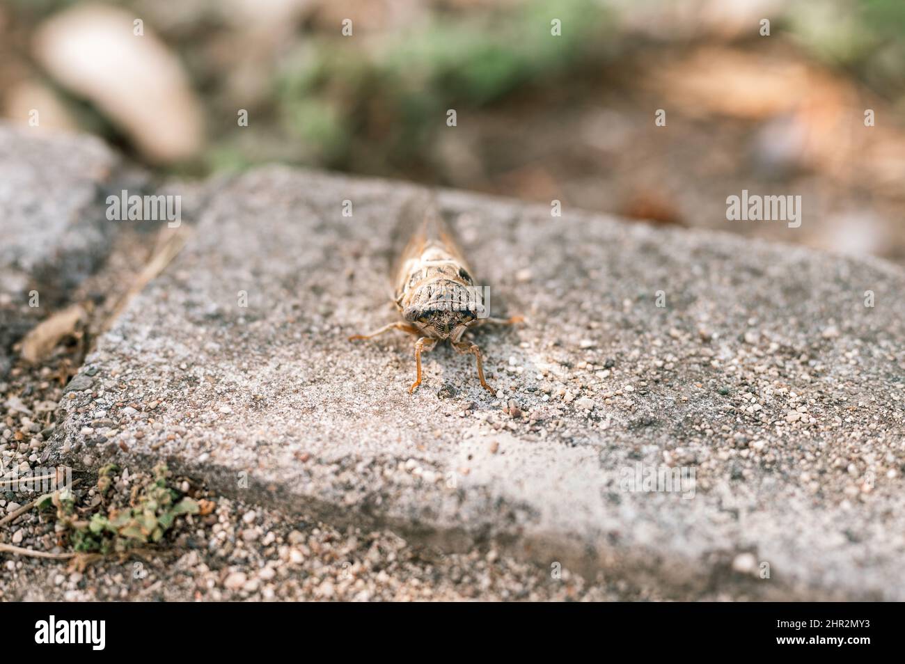 cicada cicadidae gros insecte noir volant ou insecte ou coléoptère sur ...