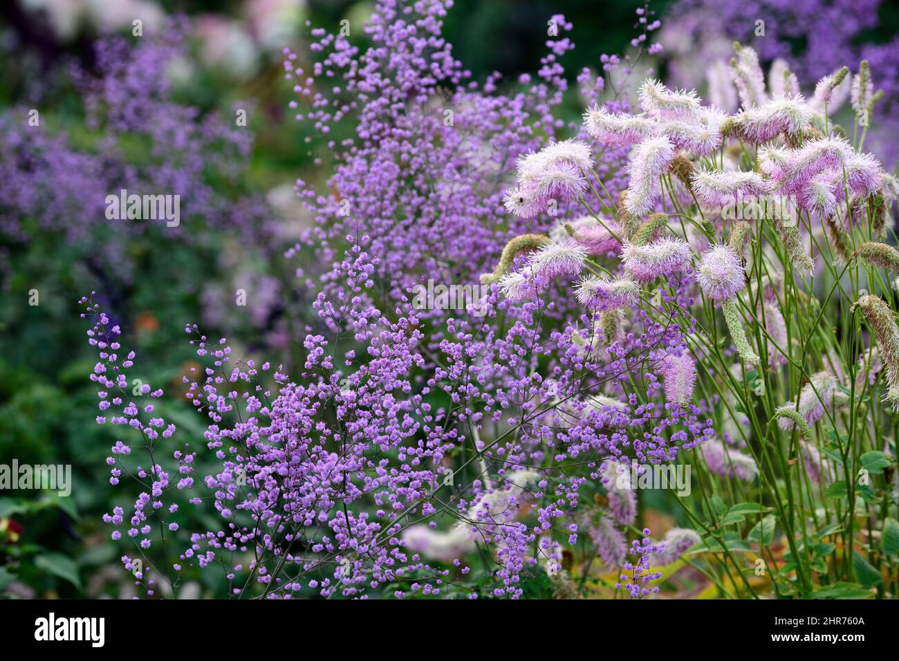thalictrum delavayi hewitt double,Sanguisorba tenuifolia Alba,lilas et ...