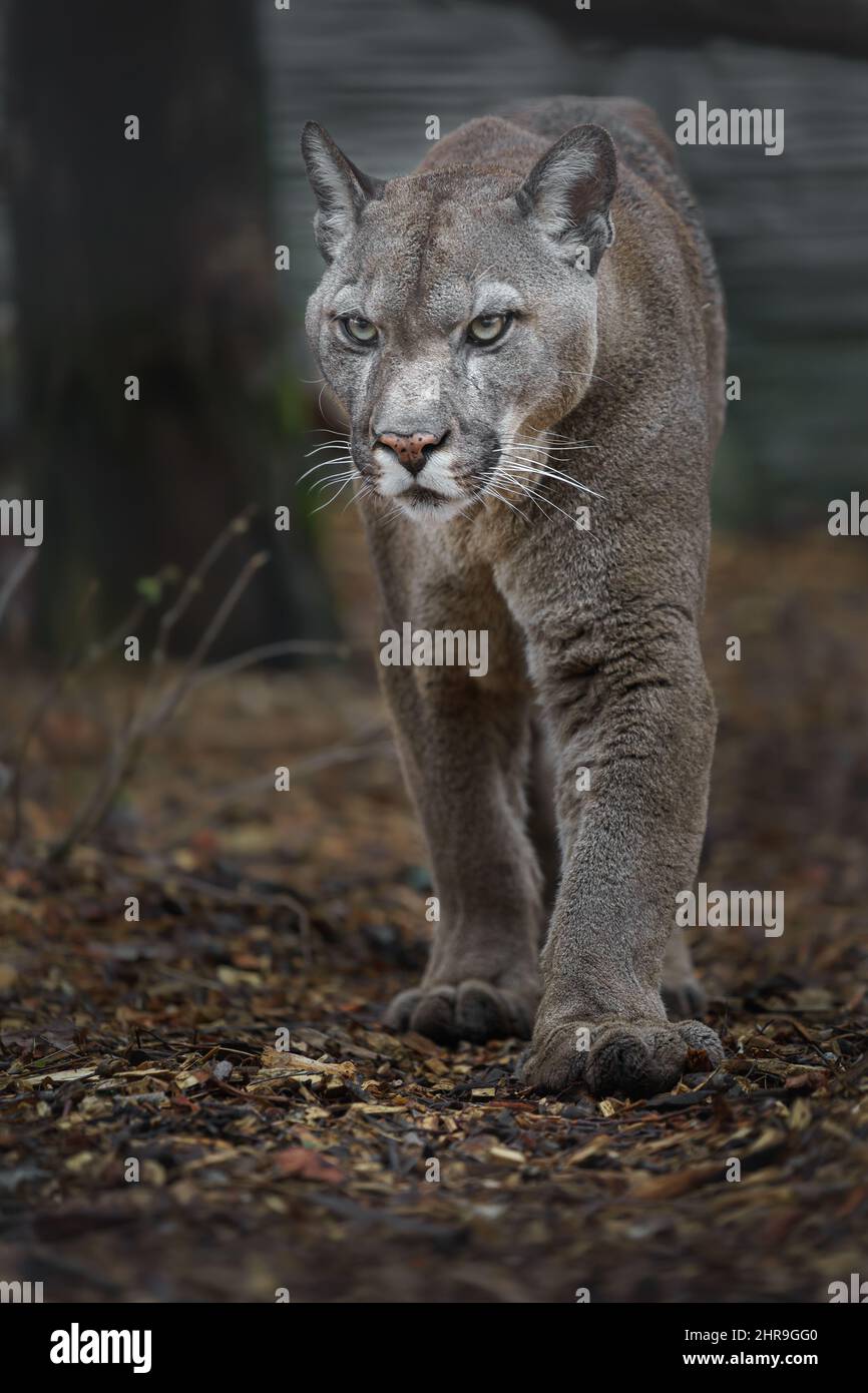 Angry cougar mountain lion head Banque de photographies et d’images à ...
