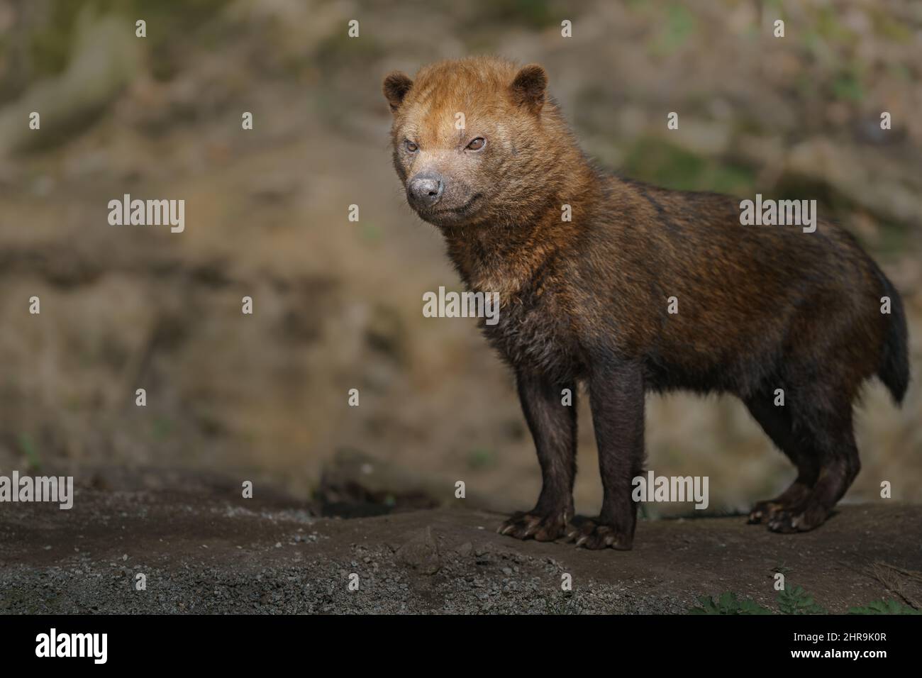 Chien de brousse americain Banque de photographies et d’images à haute ...